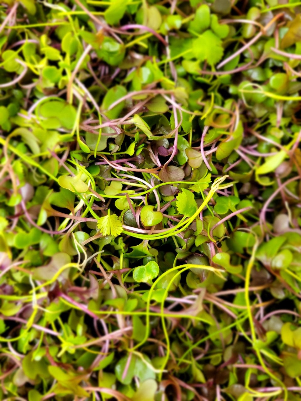 Micro Taco Mix | Mighty Greens Farm