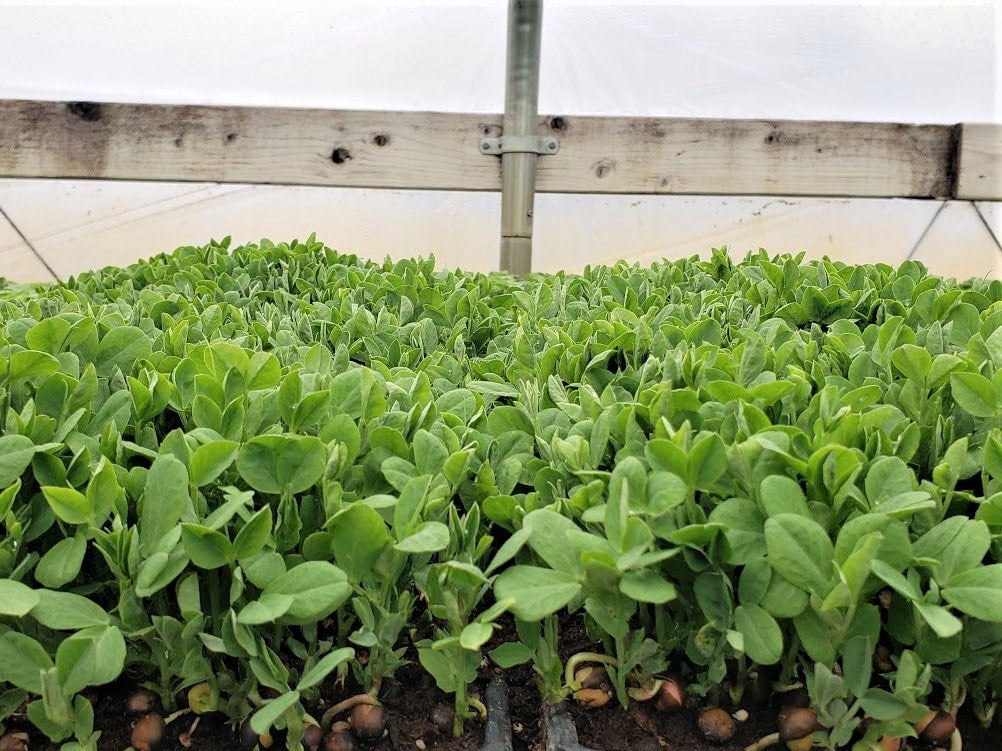 Peashoots | Mighty Greens Farm